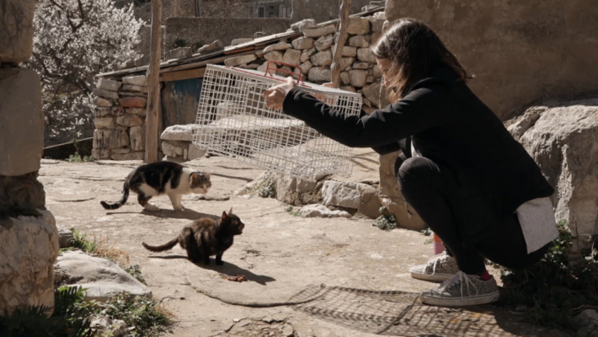 Animal Protagonists Who Steal Spotlight: 10 Documentaries Wildlife ...