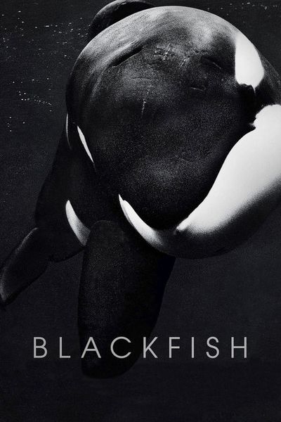 Blackfish - Documentary Film | Watch Online | GuideDoc